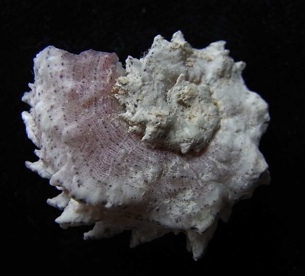 seashell Angaria nodosa 32mm F+++ w/operc | eBay