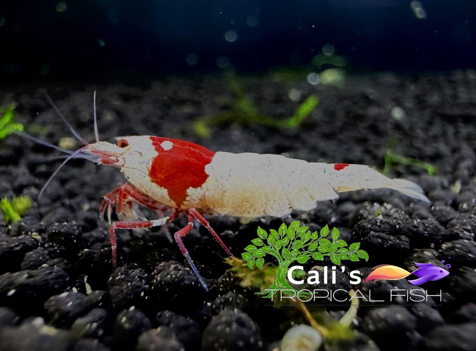 7+1(FREE) S-SSS Grade PURE RED LINE Crystal Red Shrimp Caridina -FREE ...