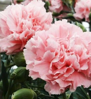 Carnation Absolute Undiluted Essential Oil 100% Pure & Natural | eBay