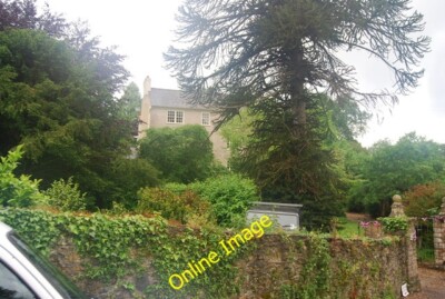 Photo 6x4 Bramble Torre Dittisham c2012 | eBay UK