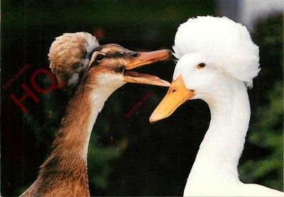 Picture Postcard-:Crested Ducks Compare Hairstyle, Mike Hollist [Art ...