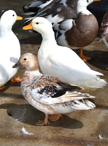 SMALL Call Duck Hatching Eggs 8 ++ extras Great Variety of Colors MINI ...