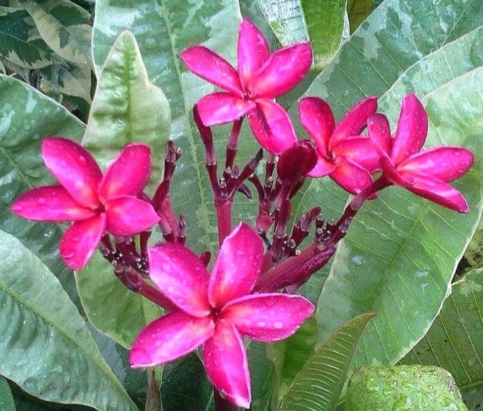 Red Blooming Variegated Leaf Plumeria rubra Frangipani- ROOTED GRAFTED ...