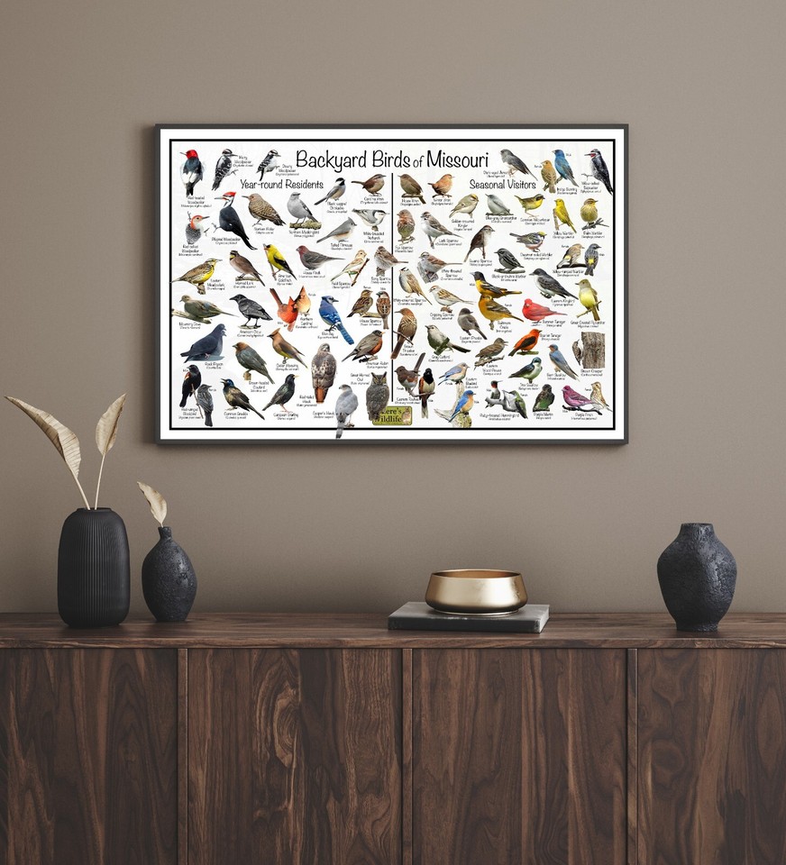 Backyard Birds of Missouri Bird Identification Nature Poster / Bird ...