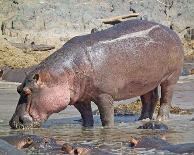Nature Hippopotamus Hippo Animal Poster 8x10 Picture Celebrity Print | eBay