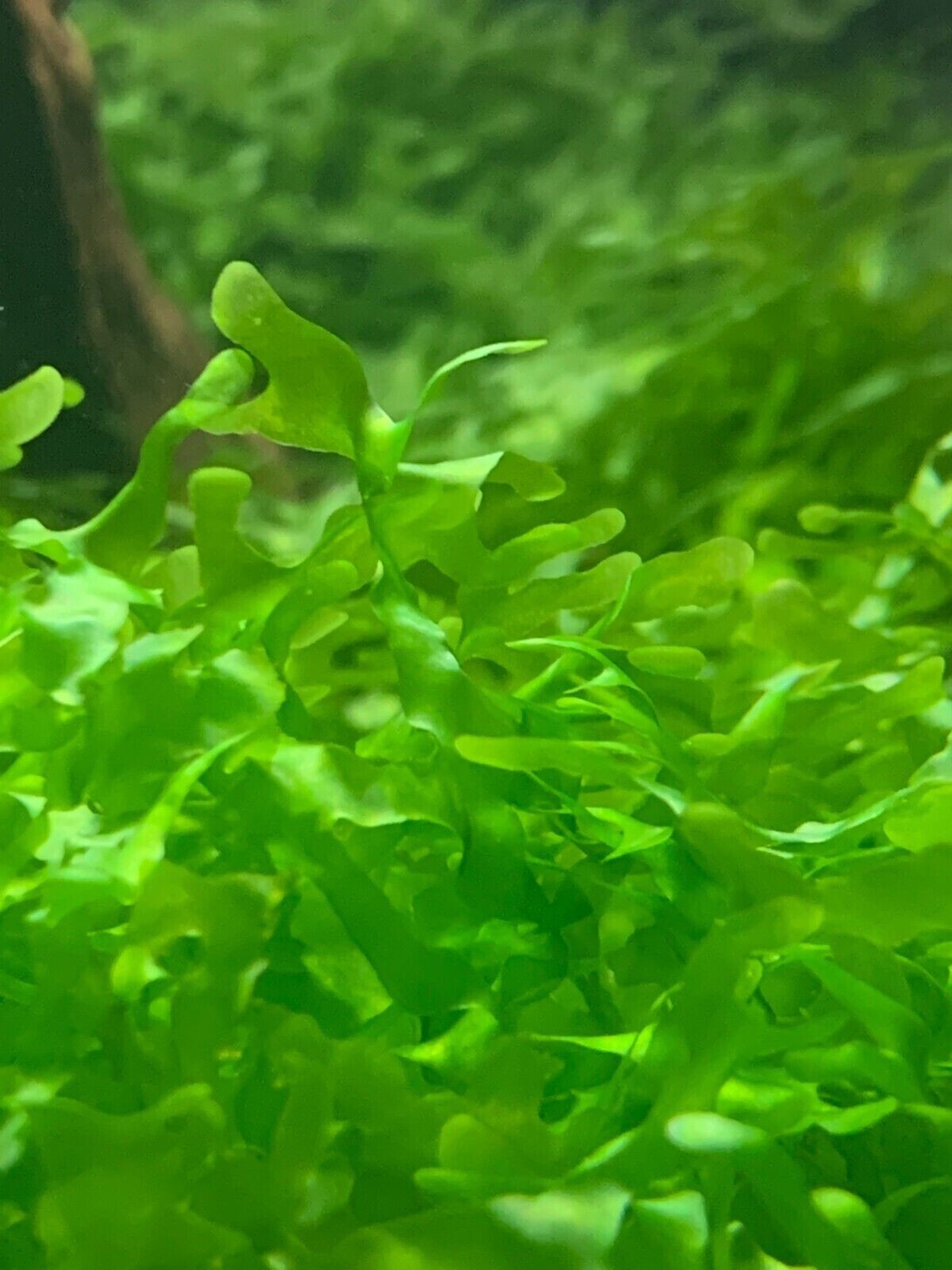 Live Aquarium Plants - Round Pellia Moss (Monoselenium Tenerum) 20oz ...