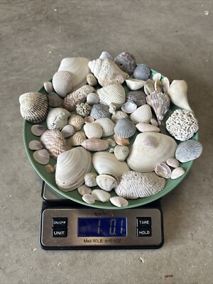 1 Lb Siesta Key Florida Sea Shells. 50+ Shells Lot 1 | eBay