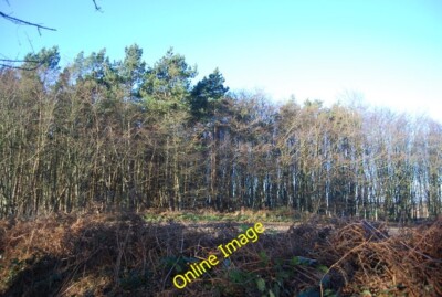 Photo 6x4 Woodland by Paston Way Frogshall c2013 | eBay UK