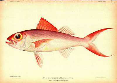"ETELIS EVERUS" Antique Long Tailed Snapper Hawaiian Reef Fish ...