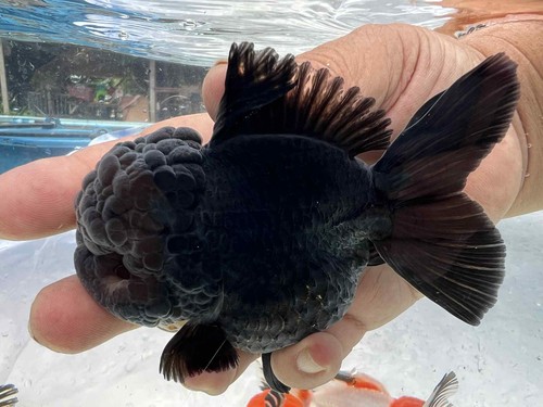 LIVE GOLDFISH Super Black ORANDA FEMALE 4.5" THAI Import In USA-EXACT ...