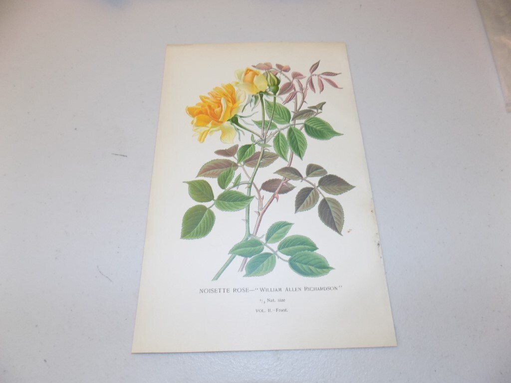 1897 Antique Floral Print / WILLIAM ALLEN RICHARDSON NOISETTE ROSE | eBay