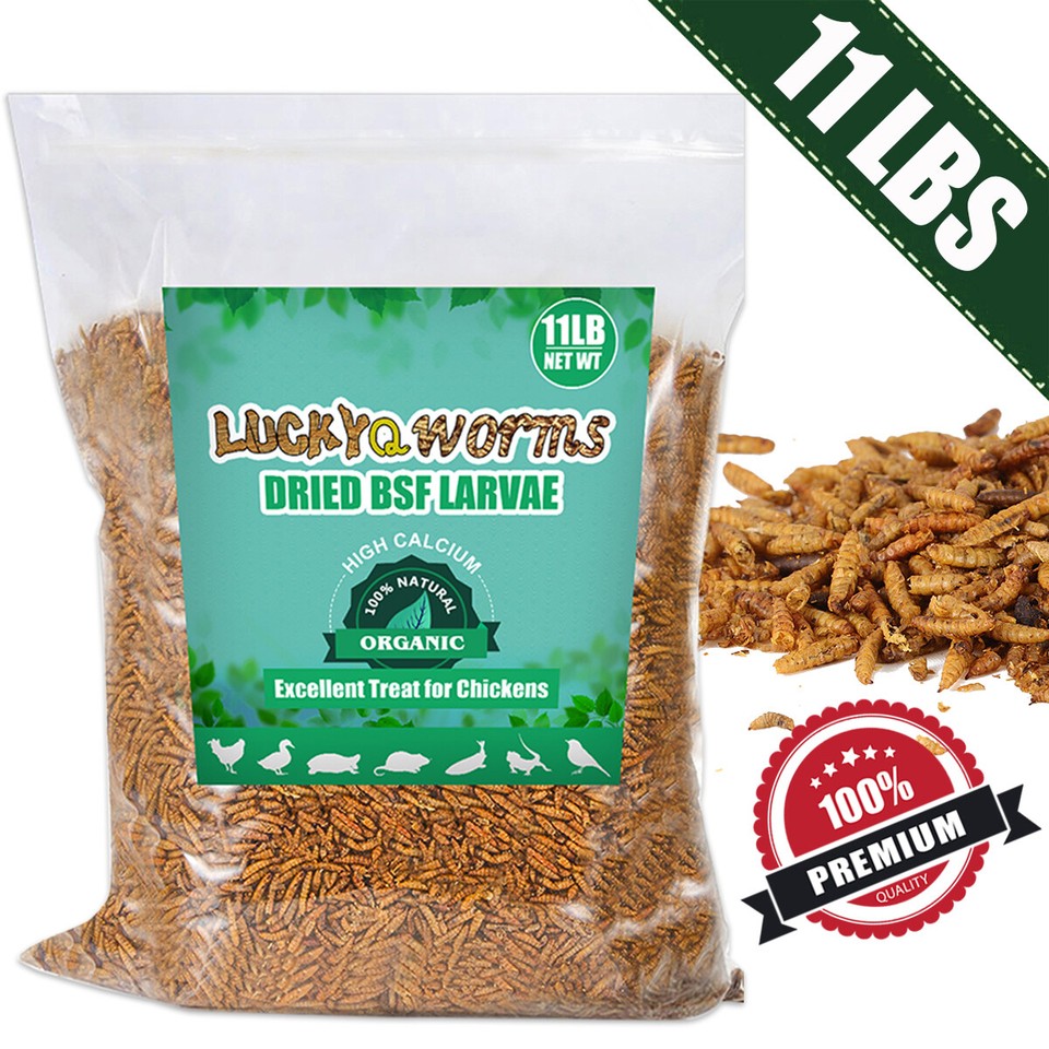 Bulk Dried BSF Mealworms for Wild Birds Food Chickens Hen Fish Treats ...