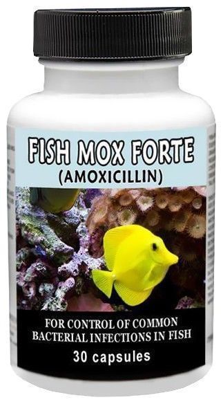 Thomas Labs Fish Mox Forte Amoxicillin 500mg Antibiotics - 30 Capsules ...