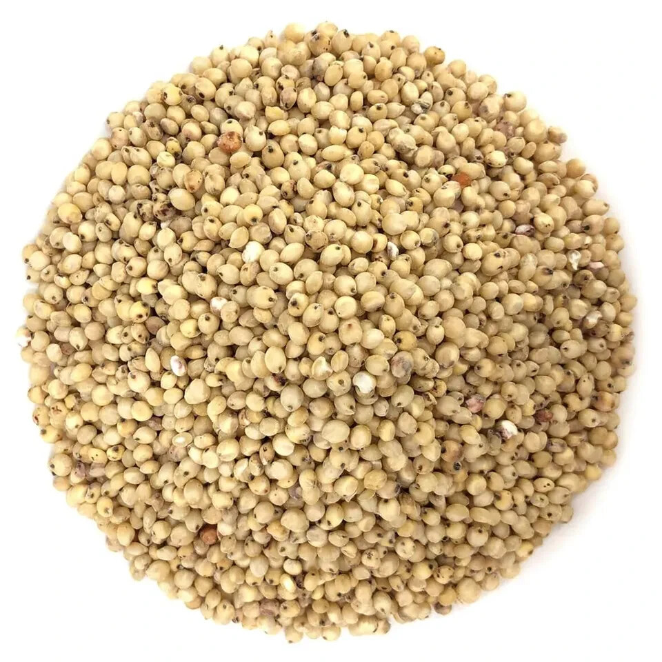 Sorgum Sudan Grass/ Red Sudan Grass Animal Fodder Multi Cut Grass 100 ...