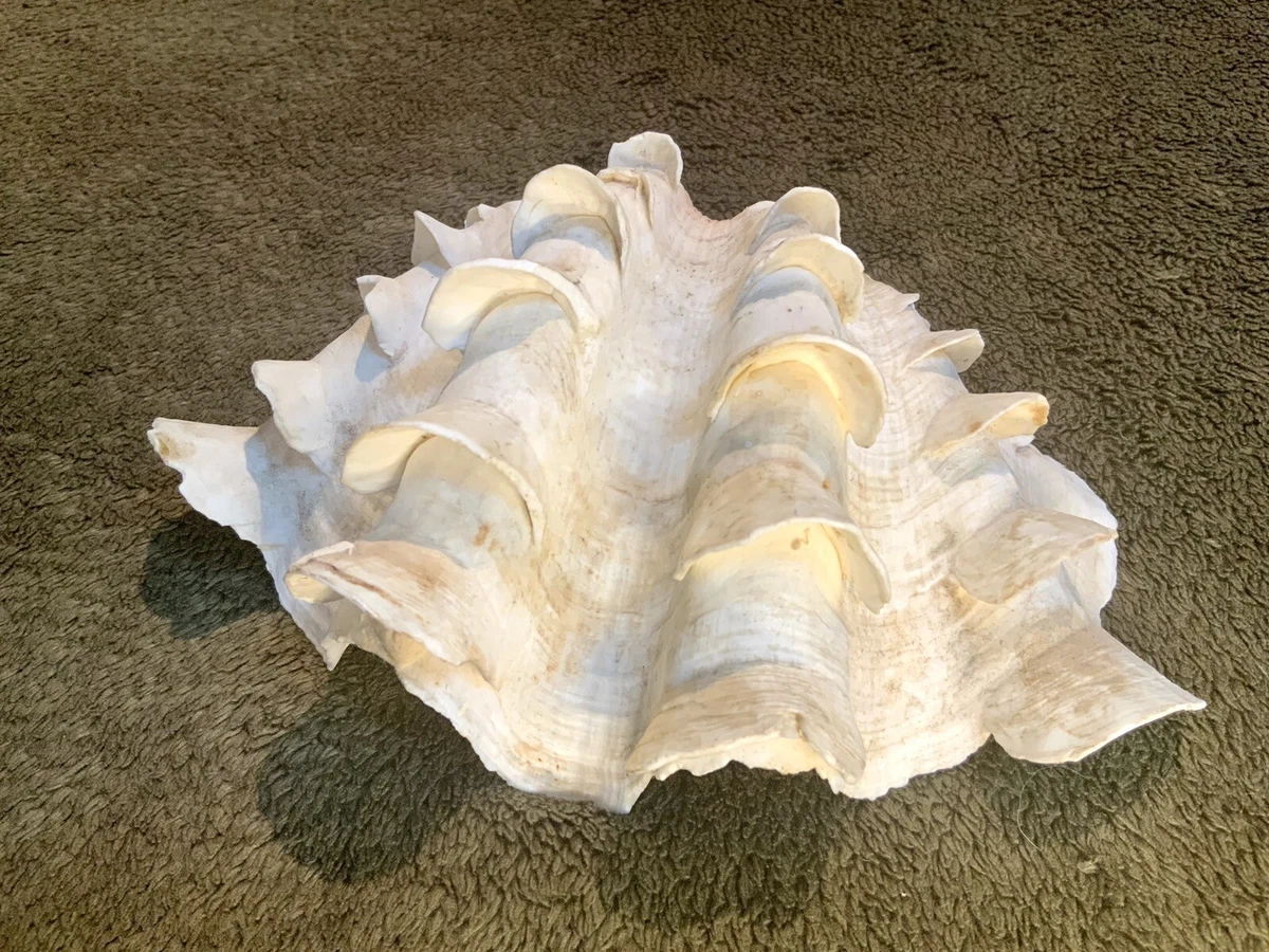 Giant Ruffled Clam Shell
