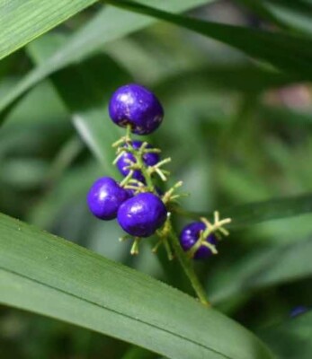 2 xBlue flax lily hardy Australian native perennial easy grow good ...