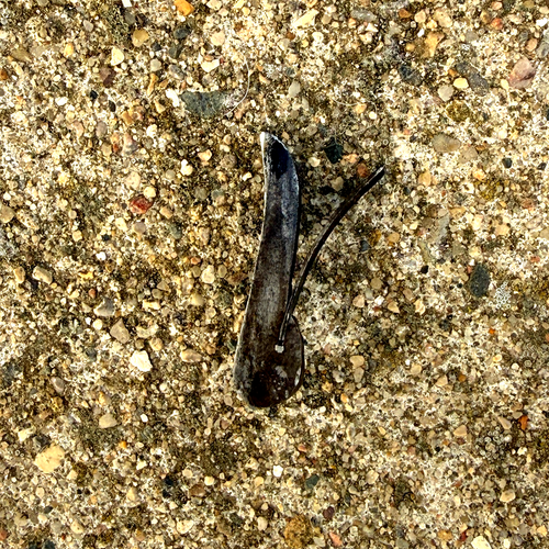 Original 1851-61 Navy Colt, 1860 Colt Army Pistol Hand Assembly w ...