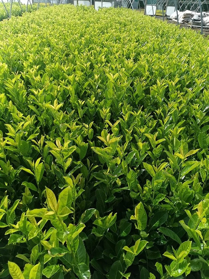 [x5] Cherry Laurel | Evergreen Hedging | Fast Growing | 20-40cms | P9 ...