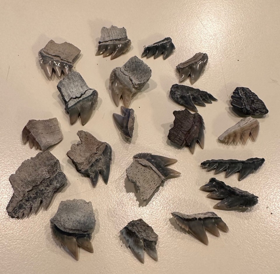 20 fossil cow shark teeth tooth Lee Creek mine Aurora NC | eBay