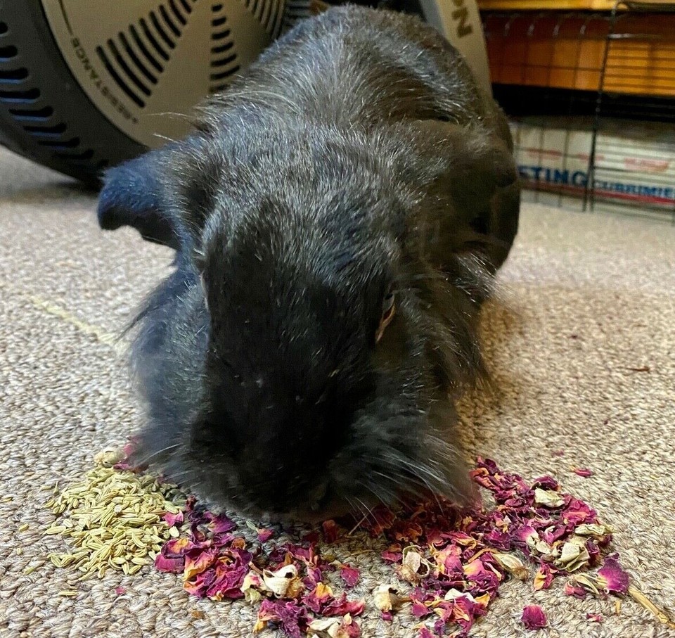 Fennel Seeds whole, Bunny Rabbit Guinea Pig Chinchilla Food Treats | eBay