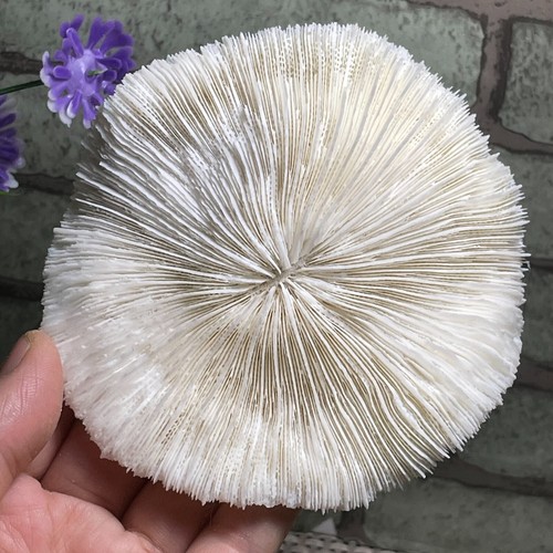 Top! Mushroom Coral Sea Shell Bulk-Coastal Home Decor White Coral Gem ...