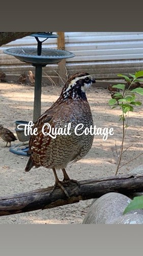 50 Butler Bobwhite Quail Hatching Eggs | eBay