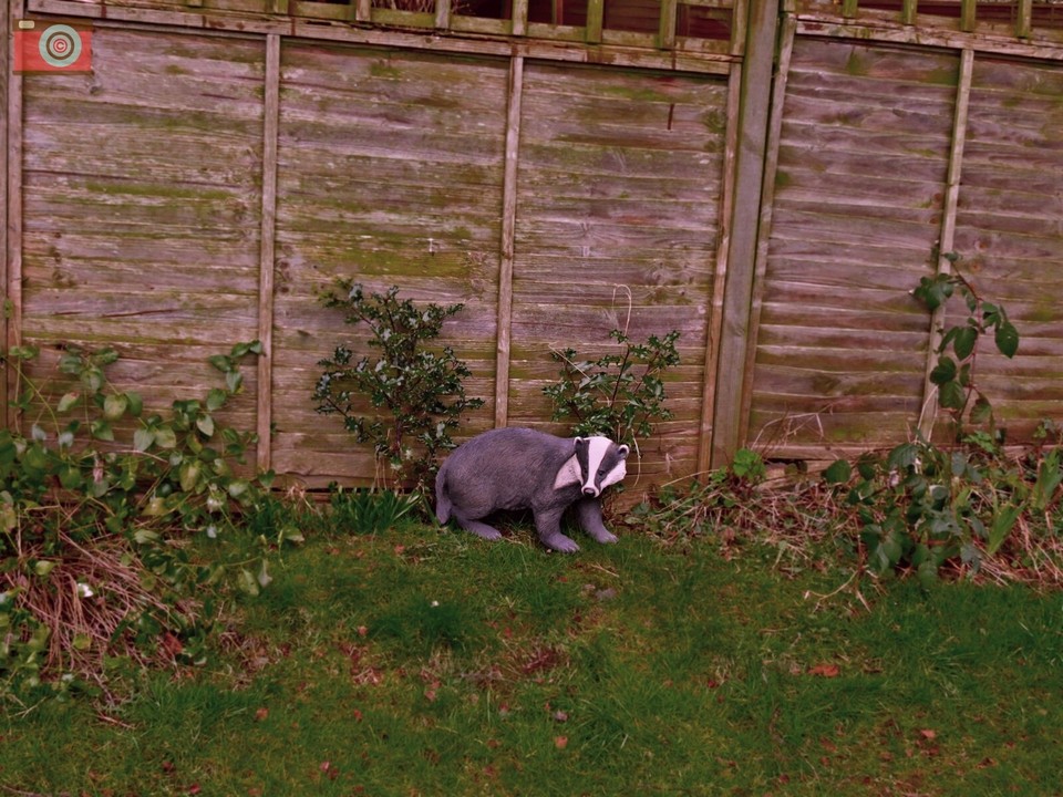 LIFE SIZE BADGER. Stunning Home & Garden Ornament. Very Realistic ...