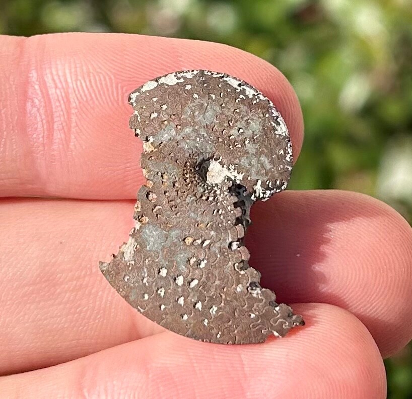 Texas Fossil Ammonite Engonoceras bravoense Cretaceous Age Del Rio Clay ...