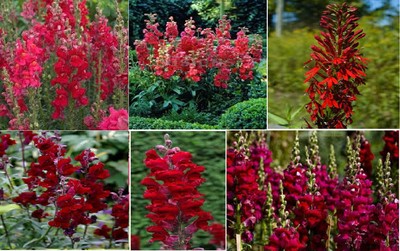 Snap Dragon Ruby Red Rocket Annual Flowers that Reseed Over 50 Seeds 4 ...