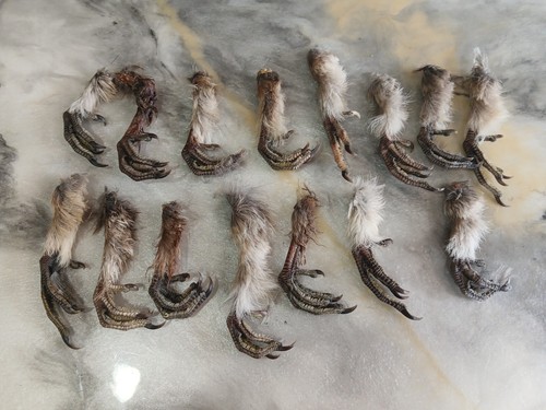15 Fresh Ruffed Grouse Feet Claws Crafts Taxidermy | eBay