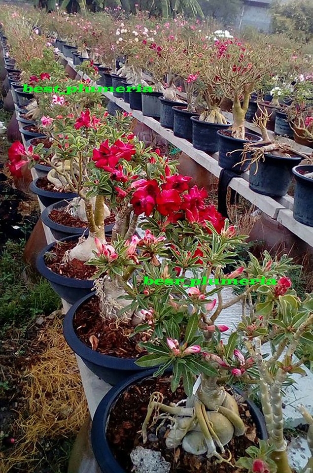 Adenium Obesum "identified by color" 500 Seeds 24 Type RARE! | eBay