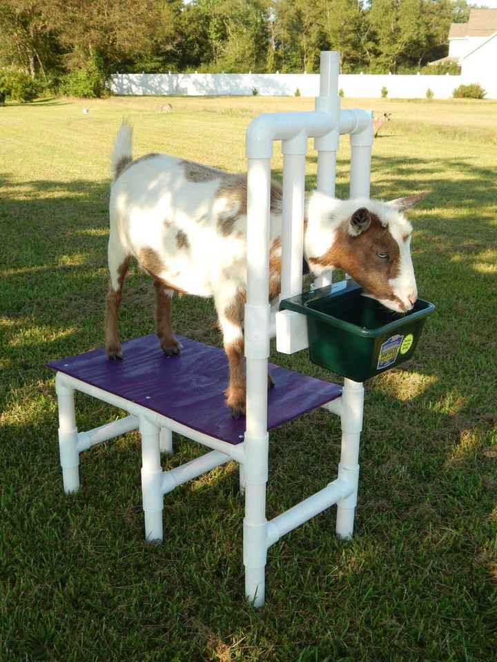 Goat Milking Stand Nigerian Dwarf Pygmy Hoof Trim Stanchion Weighs Only ...