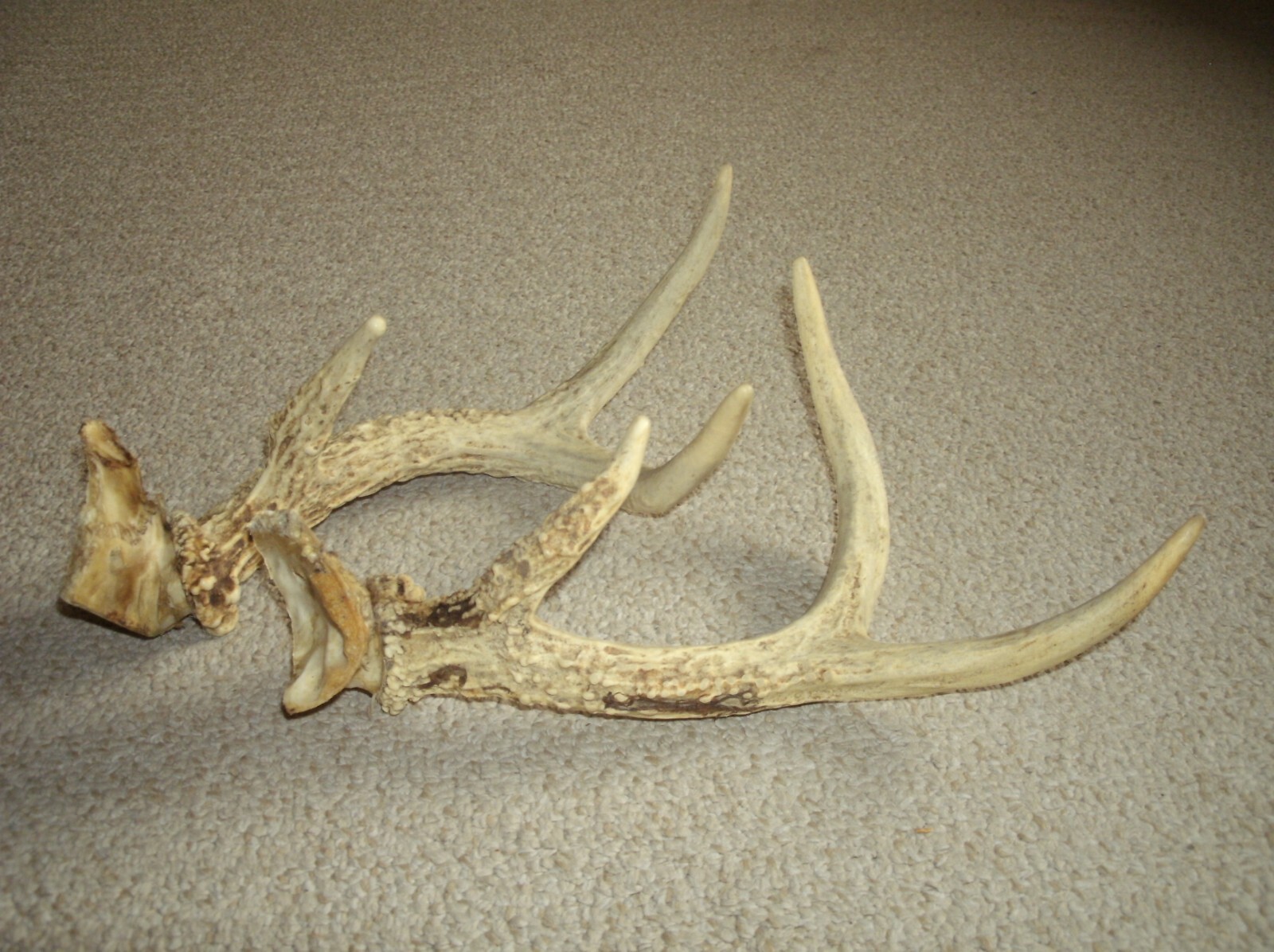 Deer Antlers 3 Point Michigan Whitetail | eBay