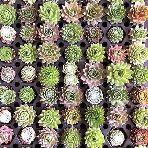 Assorted Mini Succulents Sempervivum Hens & Chicks Houseleek Plug Plants 18 pack | eBay