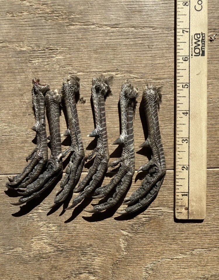 6 Rooster Pheasant Feet Spurs Legs Taxidermy,Bird Feet,Occult,Voodoo ...