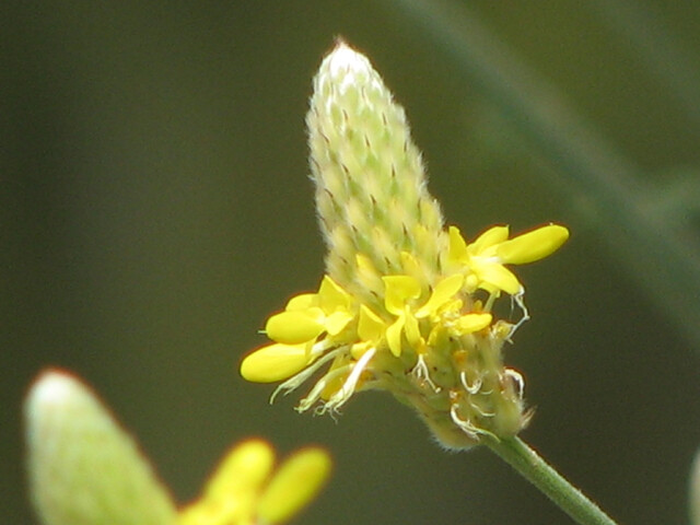 Golden Dalea