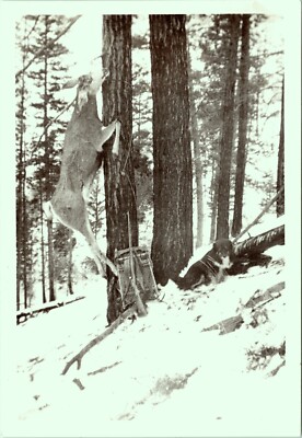 Dead Deer Hanging from Hunt at Salmon River Idaho Vintage Photograph | eBay