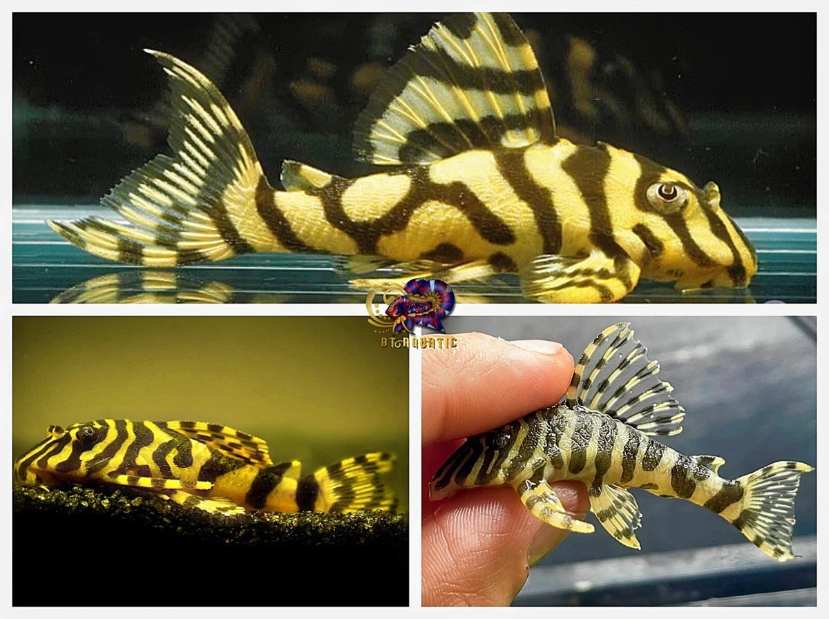 Leopard Frog Pleco
