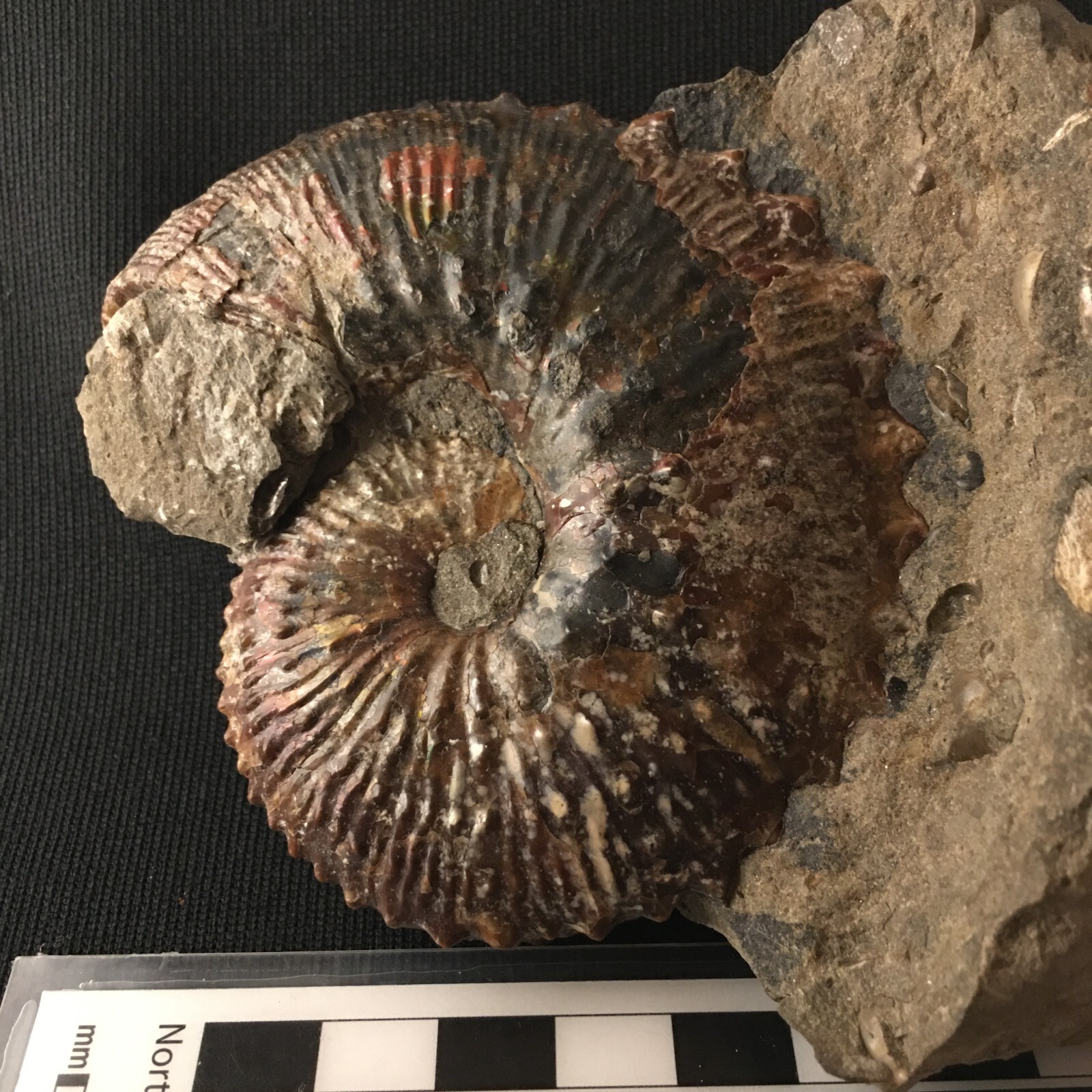 Rare Scaphite from South Dakota, Hoploscaphites nebrascensis | eBay