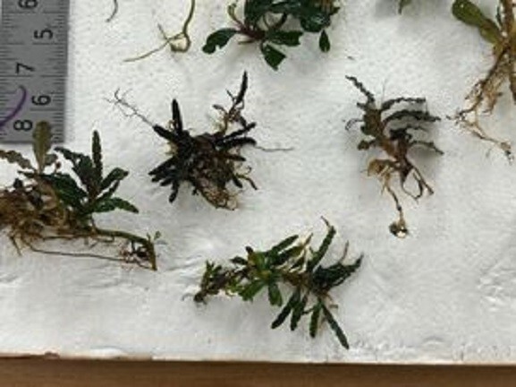 Buce 50 + assorted Rhizomes Unlabeled. Rare Aquarium/Paludarium ...