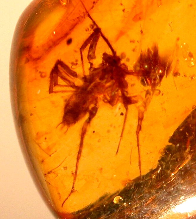 Cretaceous Spider with Spinnerets in Burmite Burmese Amber Fossil ...