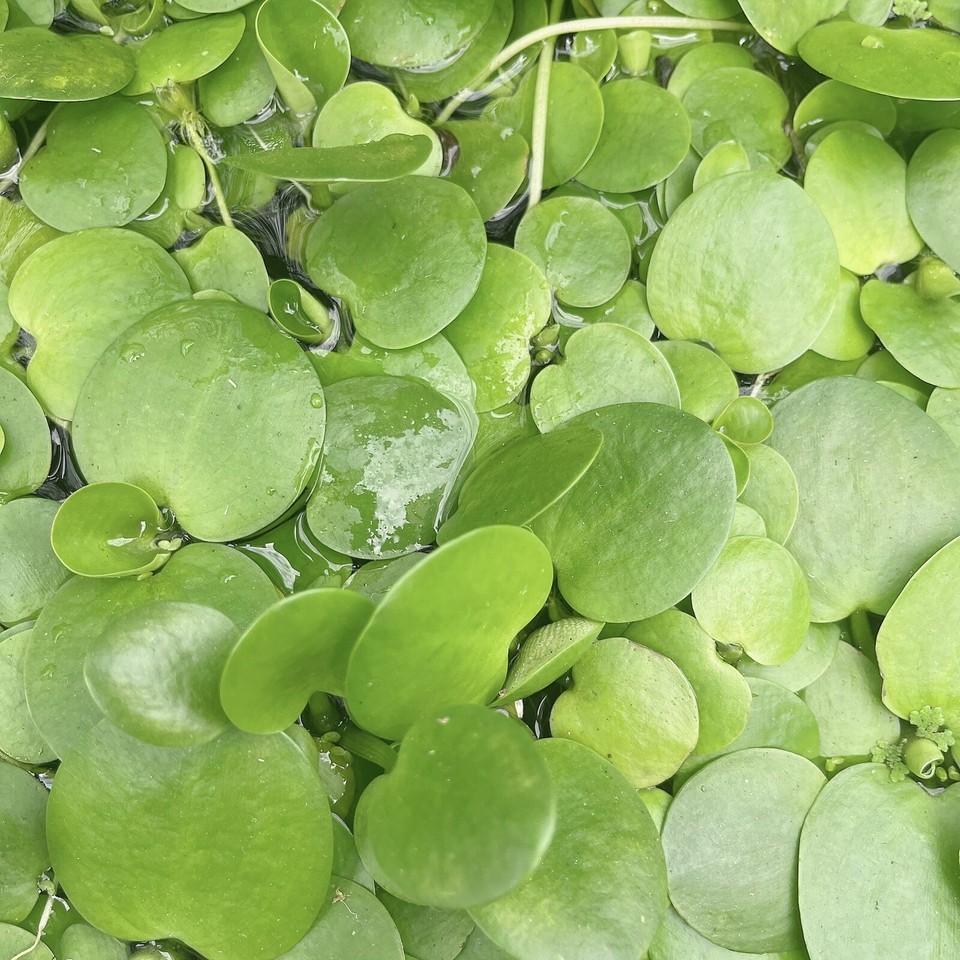 50+ Leaf Amazon Frogbit Live Aquarium Floating Plant Buy 2 Get 1 Free ...