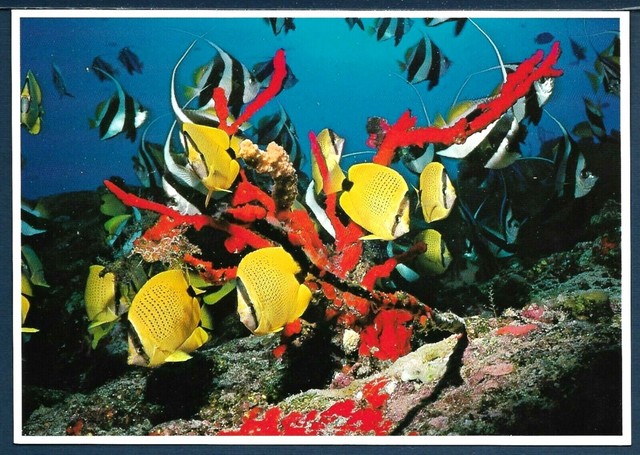 GUAM USA Tropical Fish in the Warm Pacific Waters along the Reef | eBay