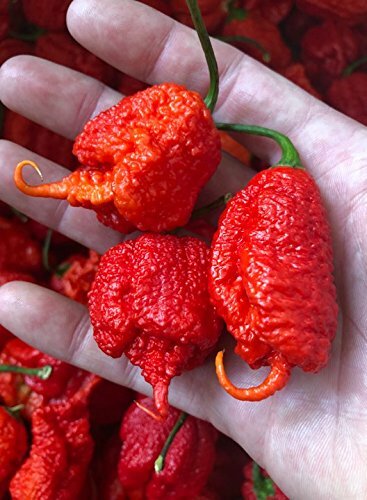 Carolina Reaper Rot 20 Chili Samen (Weltrekord Chili) | eBay