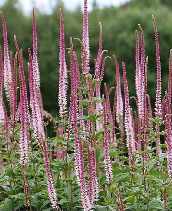 VERONICASTRUM virginicum 'Erica' - Hardy Perennial Plant - ex 9cm (P9 ...