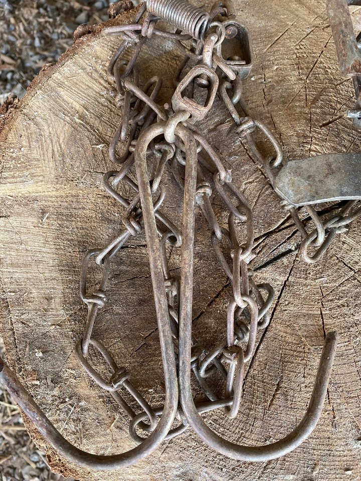 Victor/Oneida #3 Offset Coil Spring Trap w chain,shok springs & hook | eBay