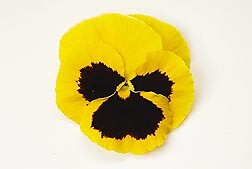 Pansy Matrix Yellow Blotch 1,000 seeds | eBay