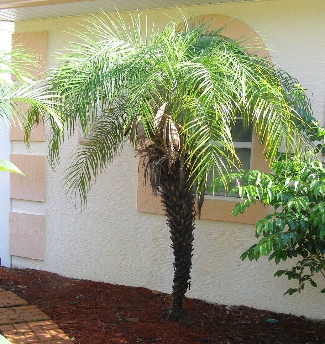 Pygmy Palm Trees Freeze Buy Dwarf Palmetto Palm Trees Online At Ty Ty