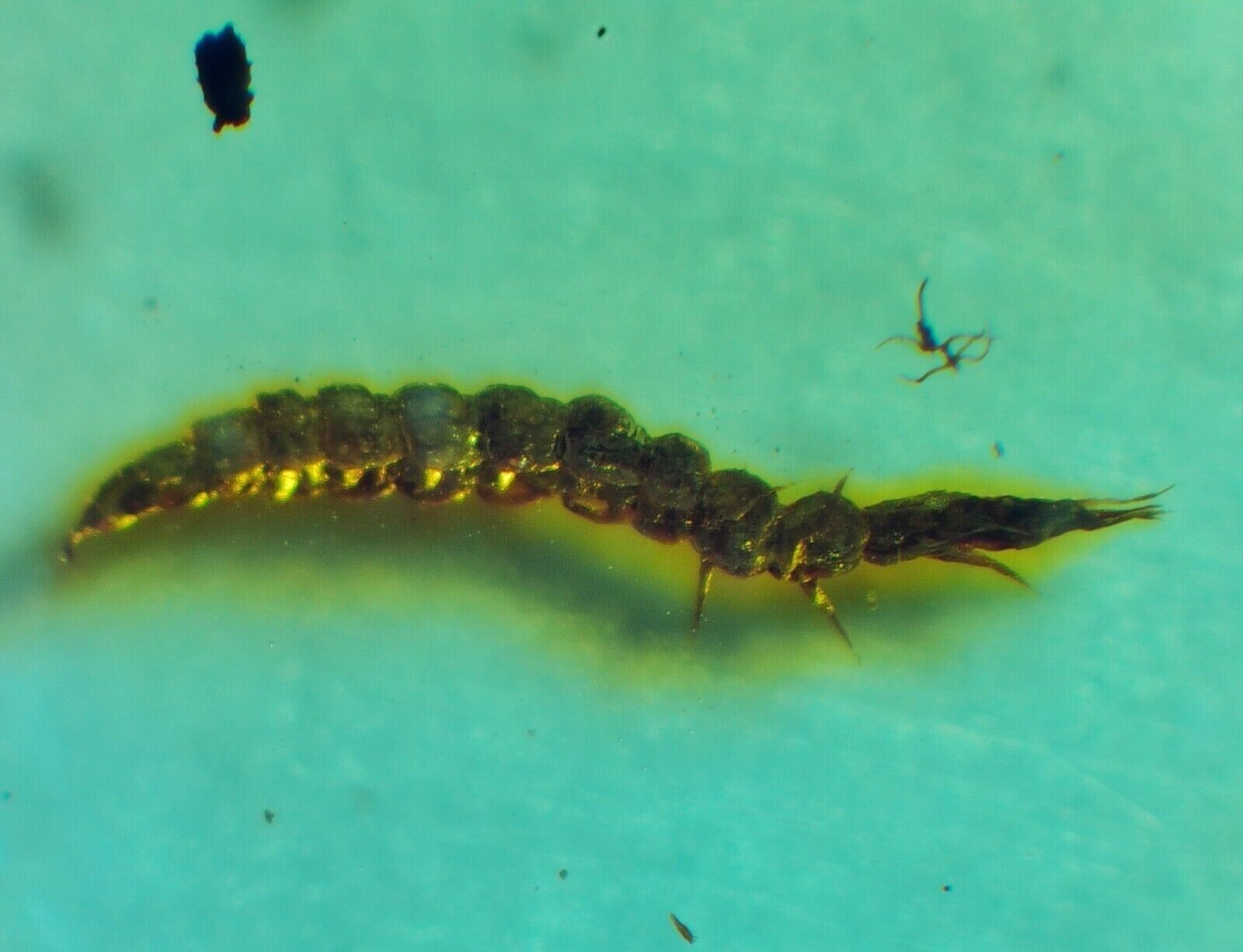 Neuroptera Larvae