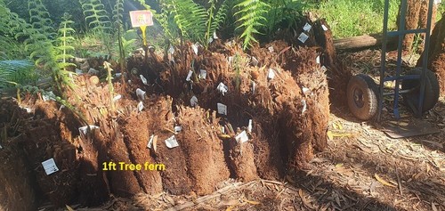 Tree fern trunks , Dicksonia antarctica x 1ft tall . | eBay Australia
